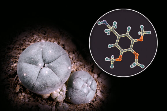 Peyote Buttons: What Are They, And How Do People Use Them?