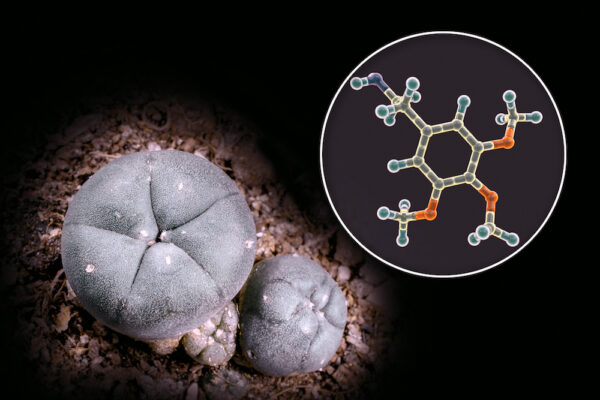 Peyote Buttons: Effects, How They're Used & Legal Status (2026)