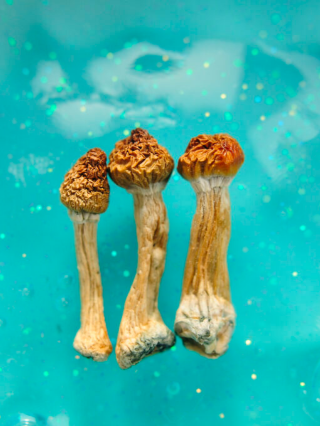 Want to Microdose Shrooms? Here's How Story - HealingMaps