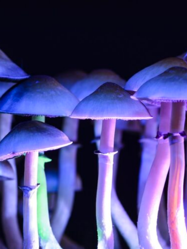 Here's How to Tell Magic Mushrooms from Regular Mushrooms Story ...