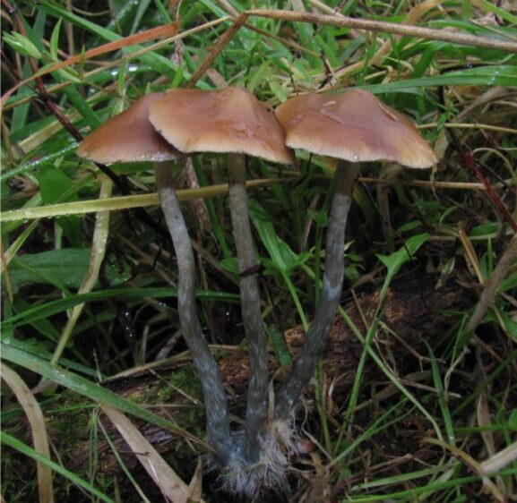 Psilocybe Cubensis: The Only Mushroom Species You’ll Ever Need?