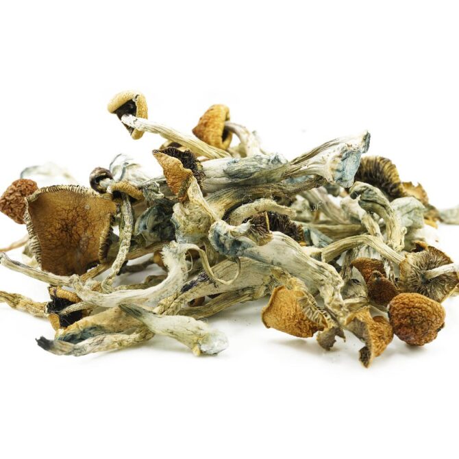 What Do Shrooms Look Like? - HealingMaps