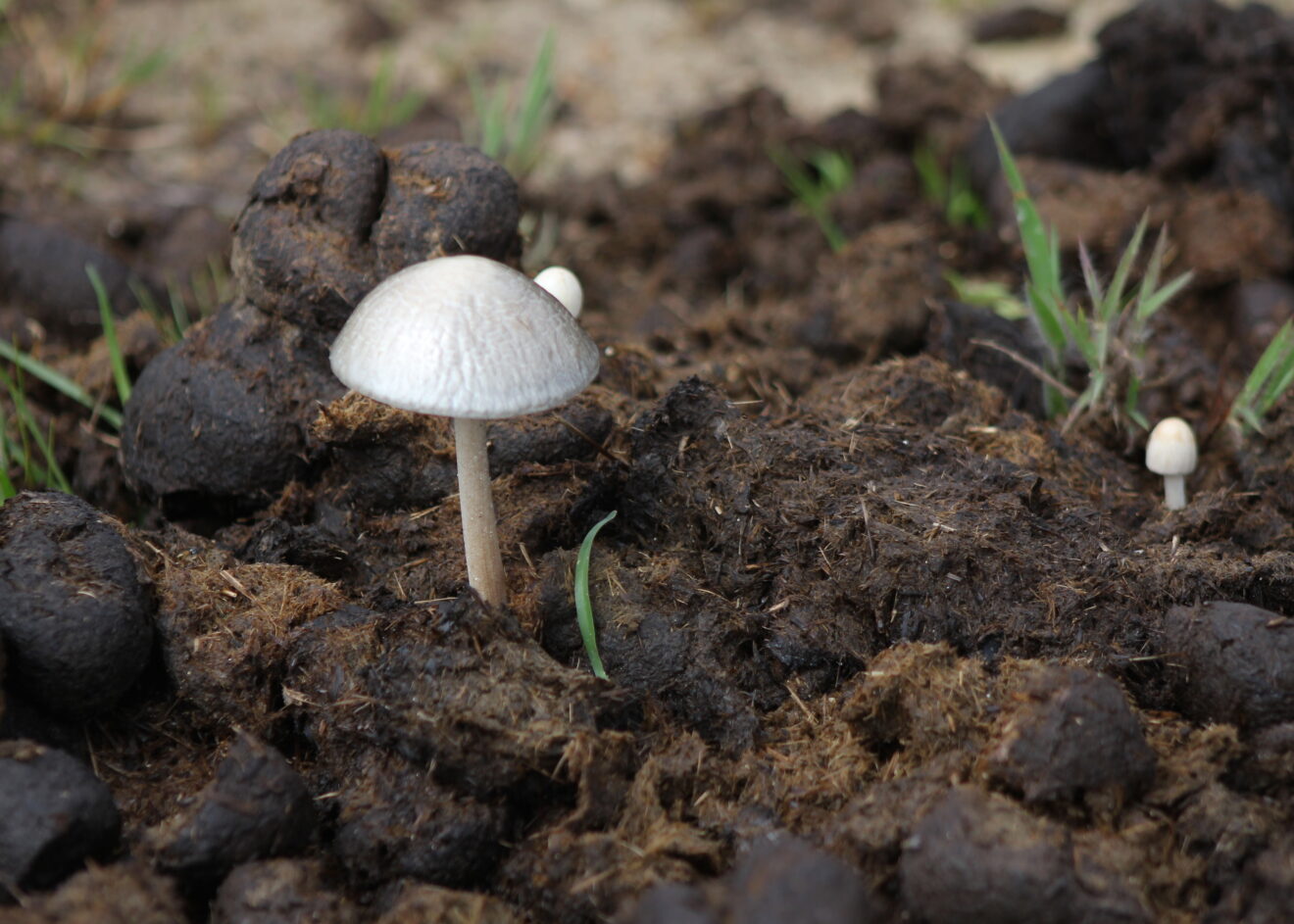 What Do Shrooms Look Like? - HealingMaps