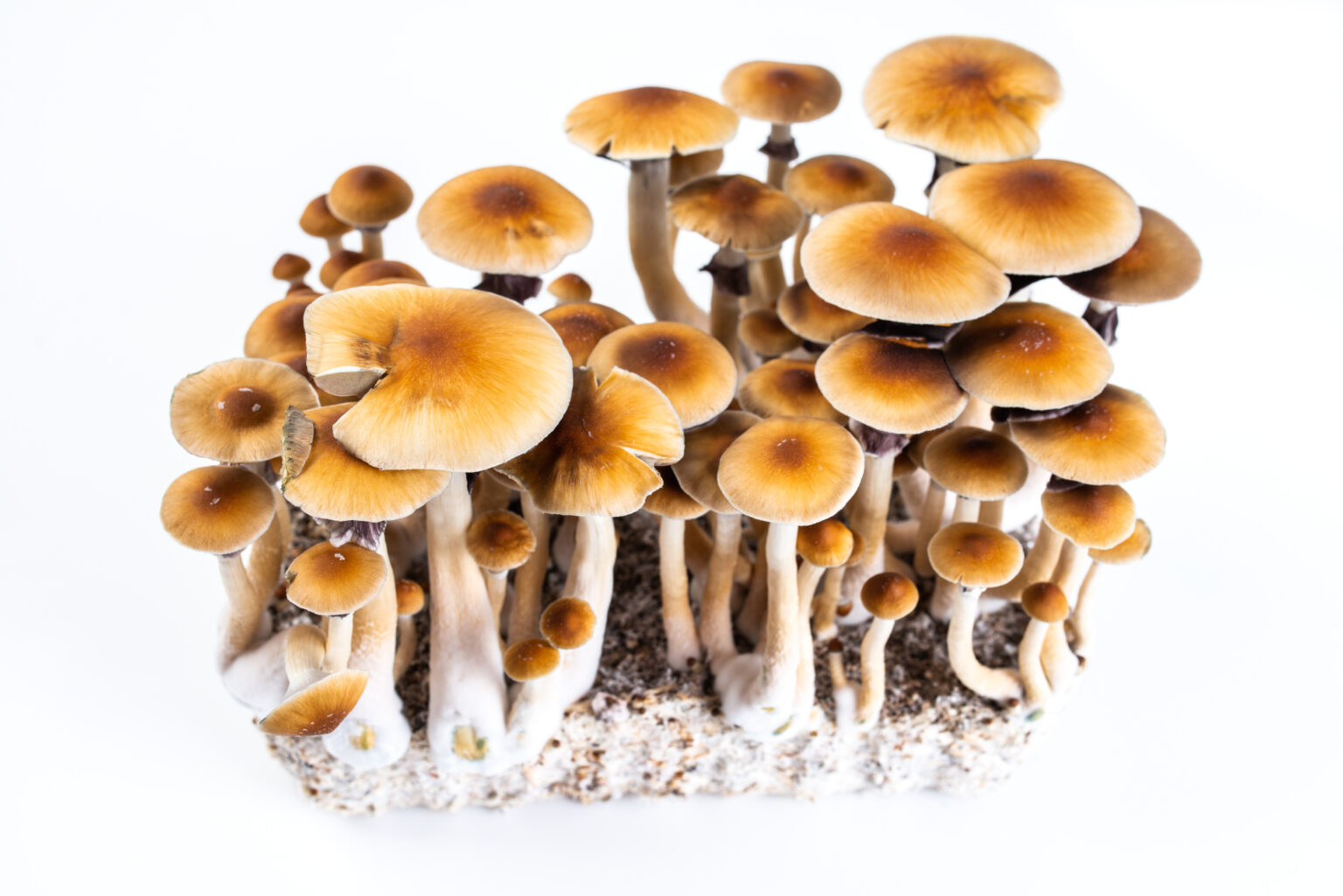 How to Grow Magic Mushrooms: A Guide for Beginners to Experts