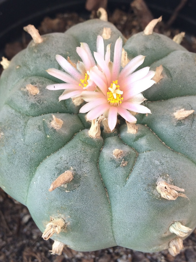 What is a Peyote Button? Story - HealingMaps