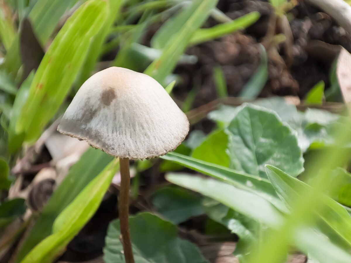 Blue Meanies (Panaeolus cyanescens): Potency Guide (2026)