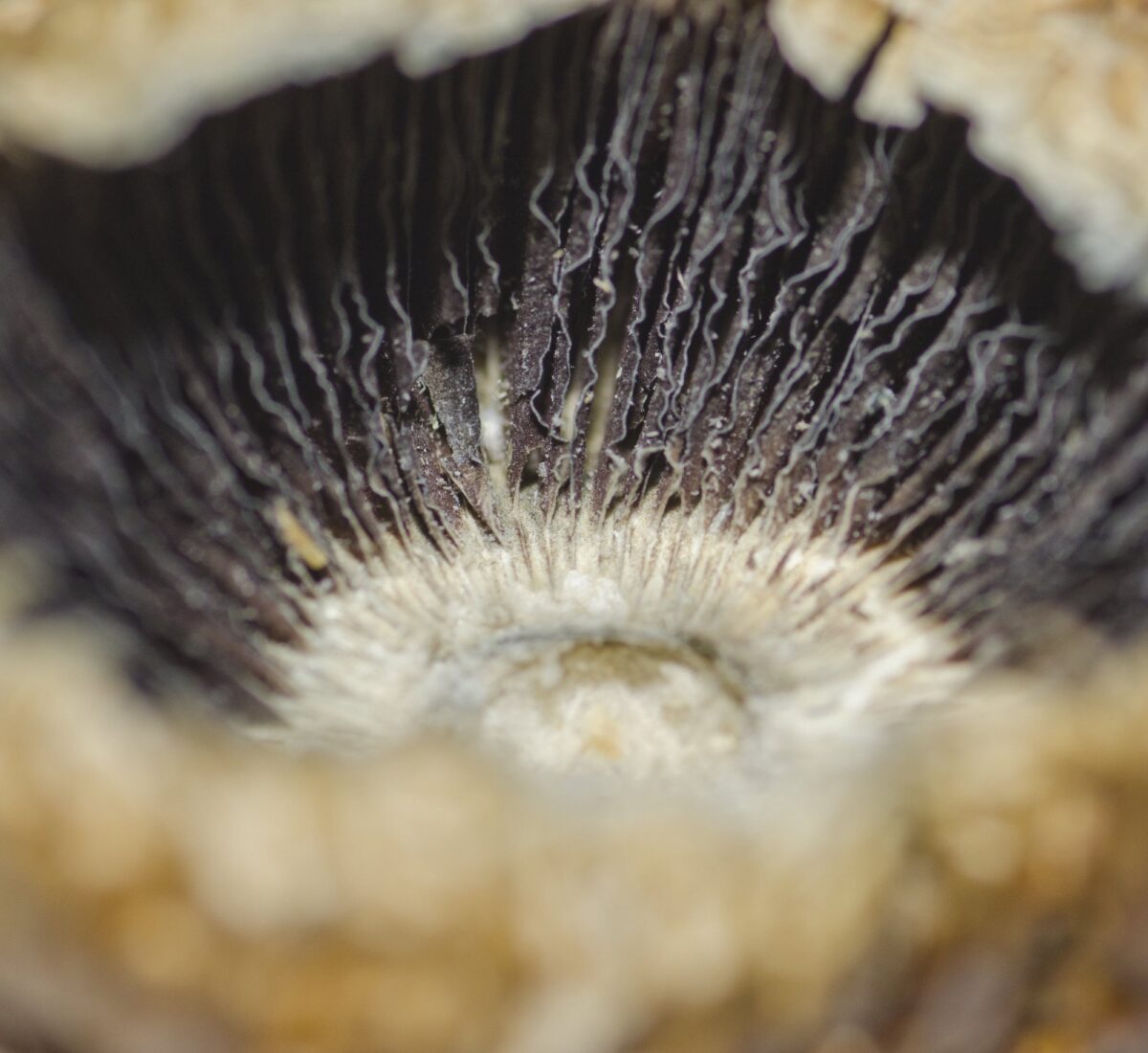 Blue Meanies (Panaeolus cyanescens): Potency Guide (2026)