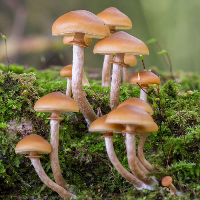 Banded Mottlegill Mushrooms: Look-Alikes, Identification and More ...