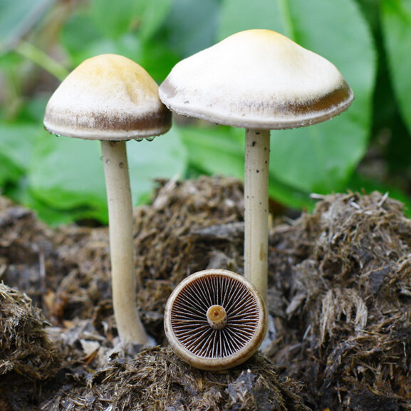Banded Mottlegill Mushrooms: Look-Alikes, Identification and More ...