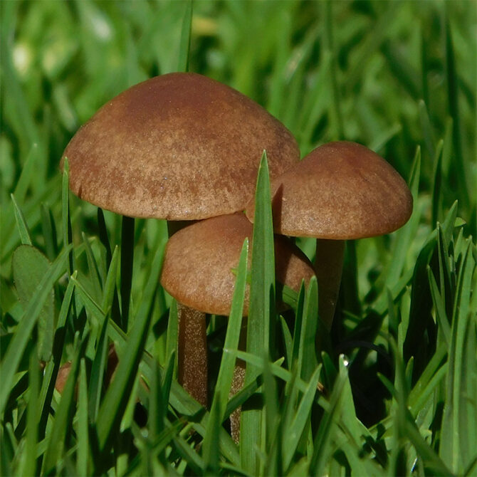 Banded Mottlegill Mushrooms: Look-Alikes, Identification and More ...