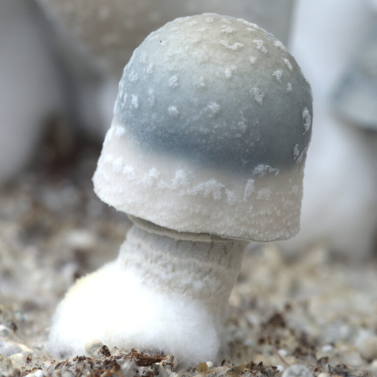 These are the 7 Most Popular Mushroom Strains - HealingMaps