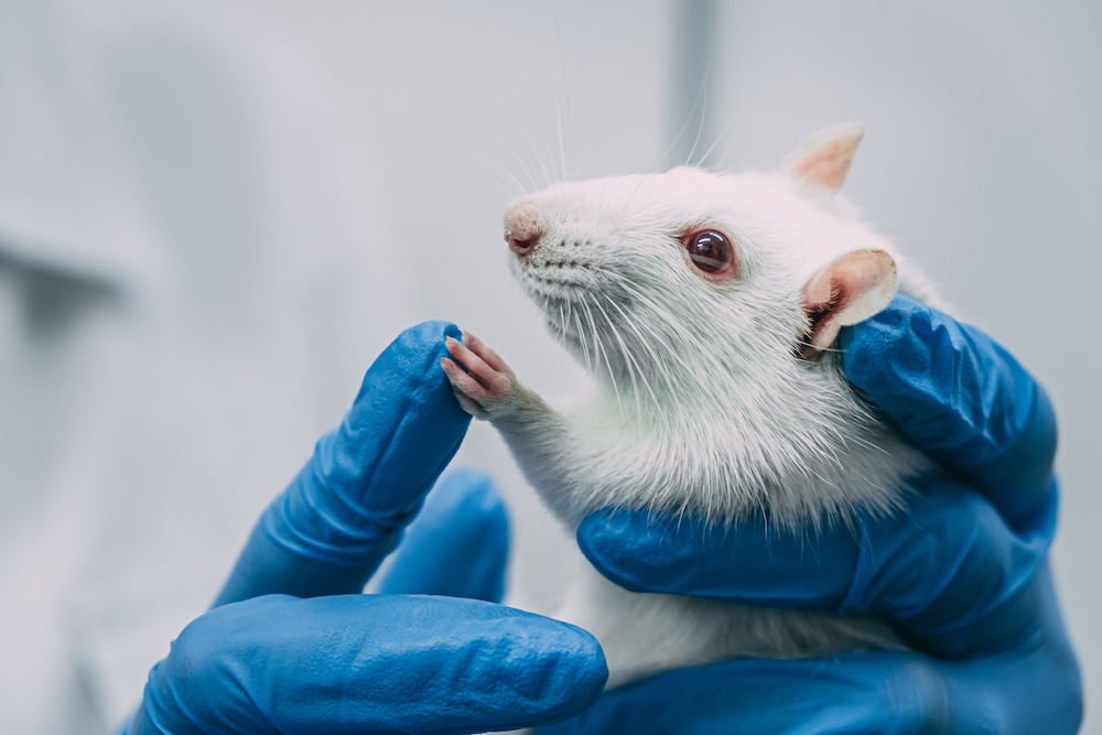Study: Psilocybin Shows Promise for OCD and Tourette's in Mice ...