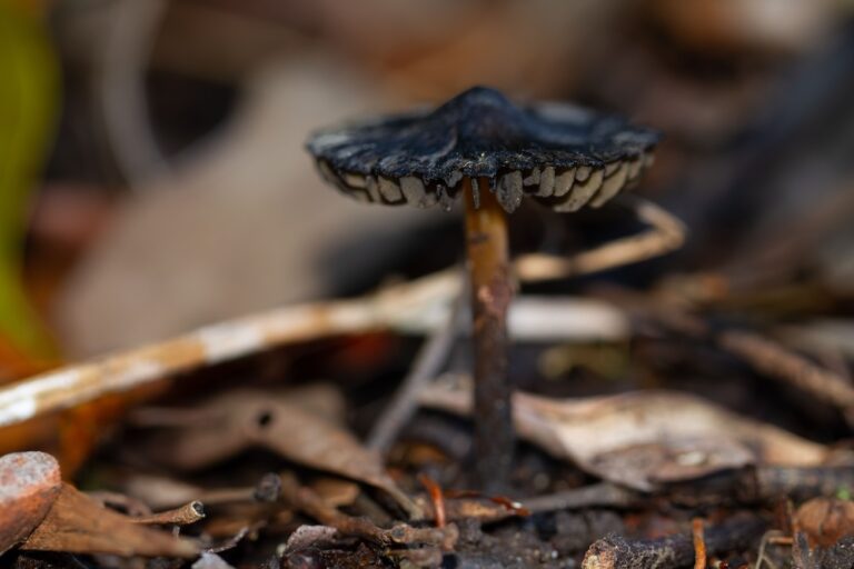 The Complete Guide to Magic Mushrooms Found in North America - HealingMaps