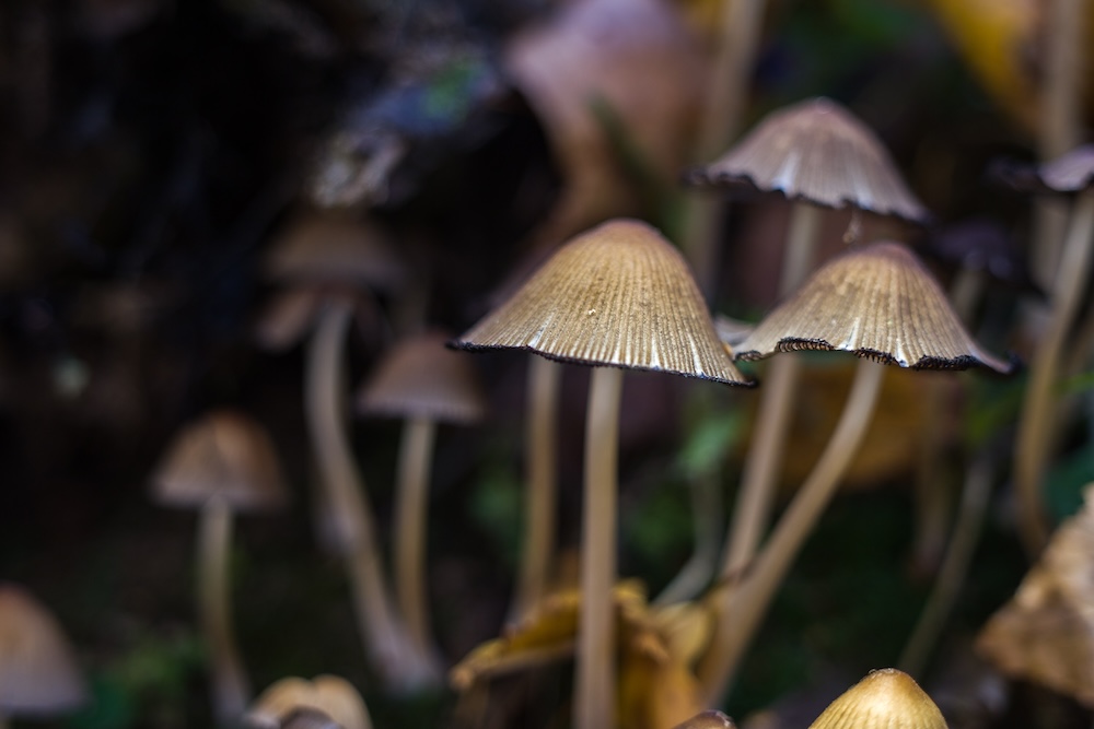 Psilocybin Microdoses Boost Creative Quality, Not Quantity, Study Finds ...