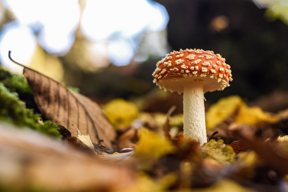 Researchers Identify Brain Receptor That Could Unlock Safer Psilocybin ...